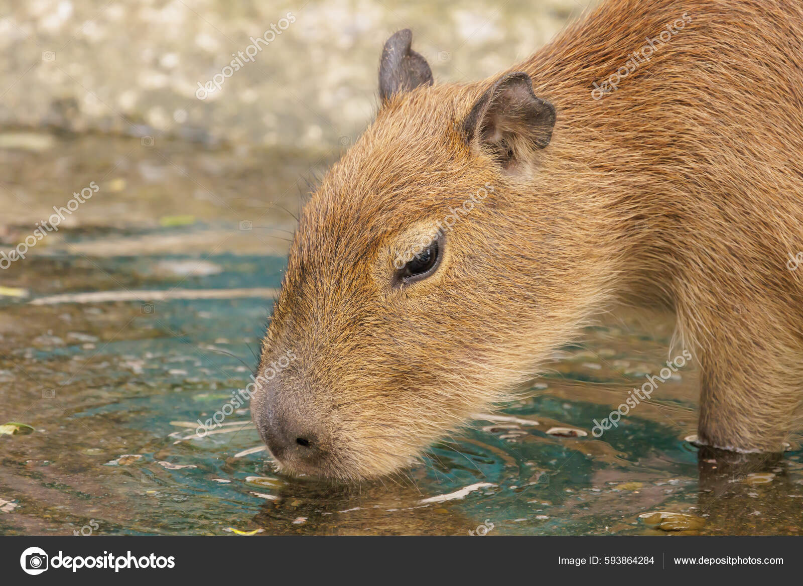 Close Single Capybara Drinking Water Day Time — Stock Photo © pinkblue ...