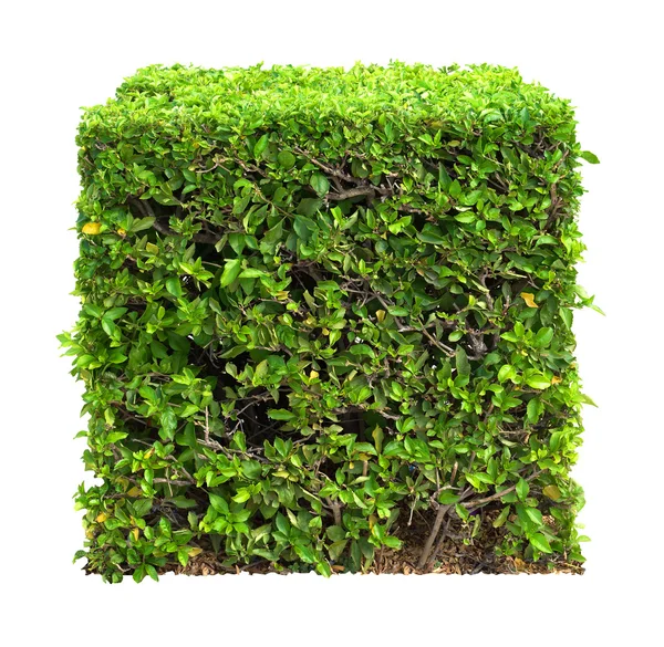 Hedges Stock Photos, Royalty Free Hedges Images | Depositphotos