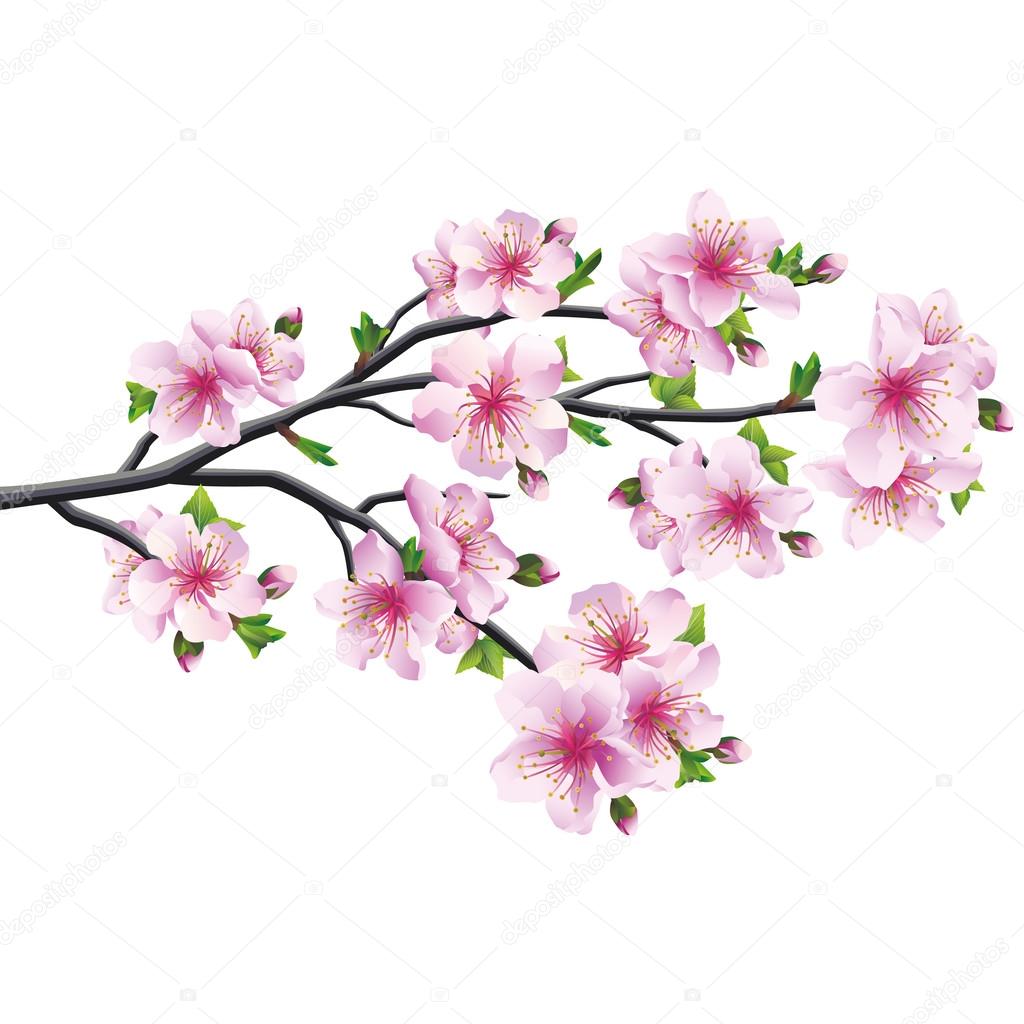 Cherry blossom, japanese tree sakura Stock Vector Image by ©silvionka ...