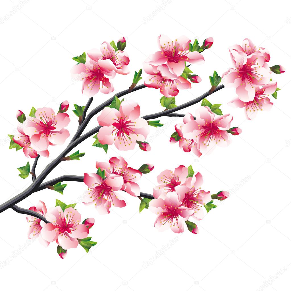Cherry blossoms branch, Japanese tree sakura Stock Vector Image by ...