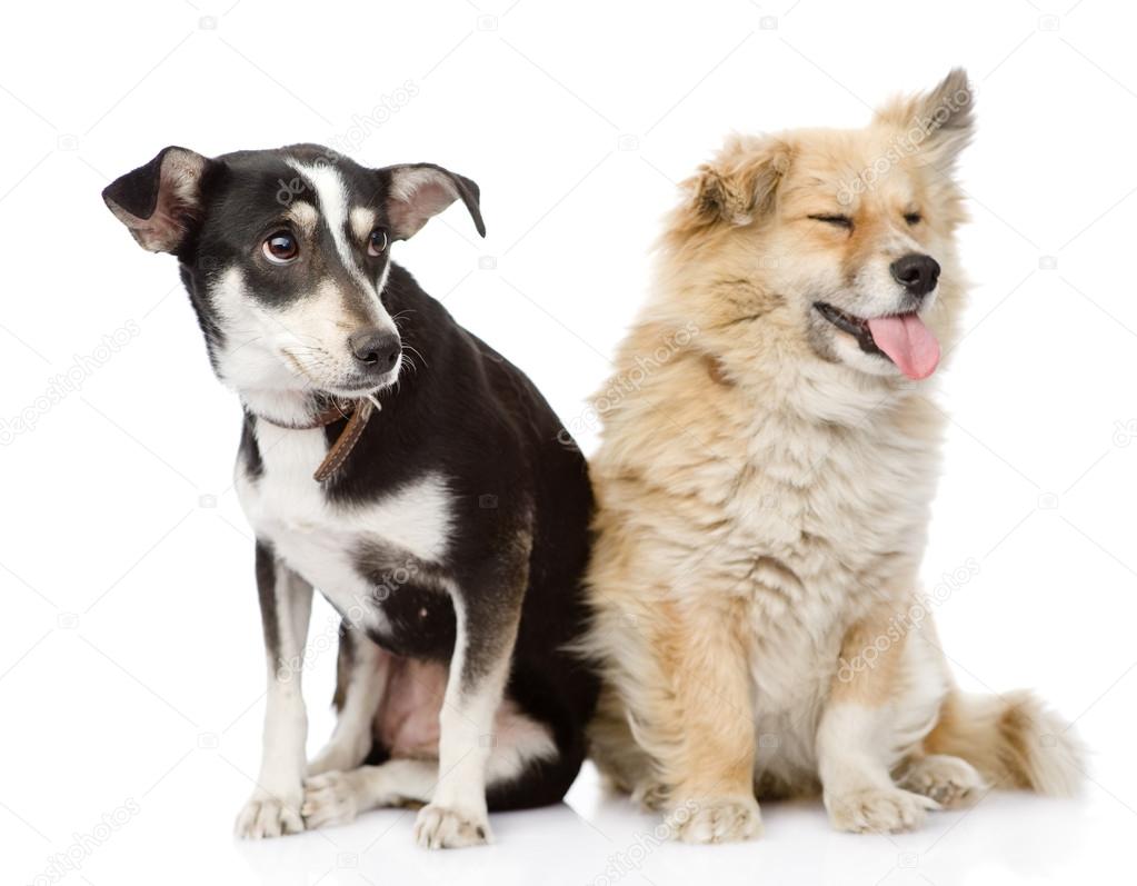 Two dogs sitting together. isolated on white background — Stock Photo ...