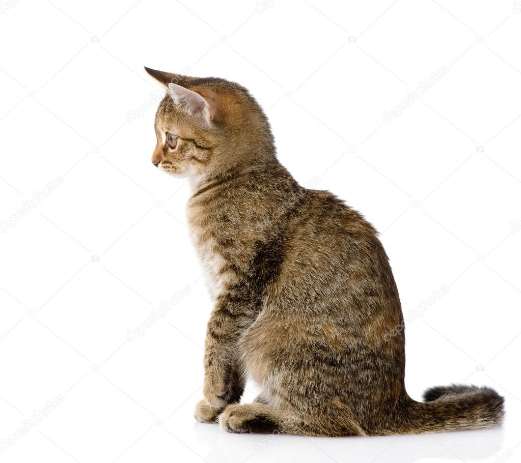 Profil de chat — Photographie photo-deti © #44205943