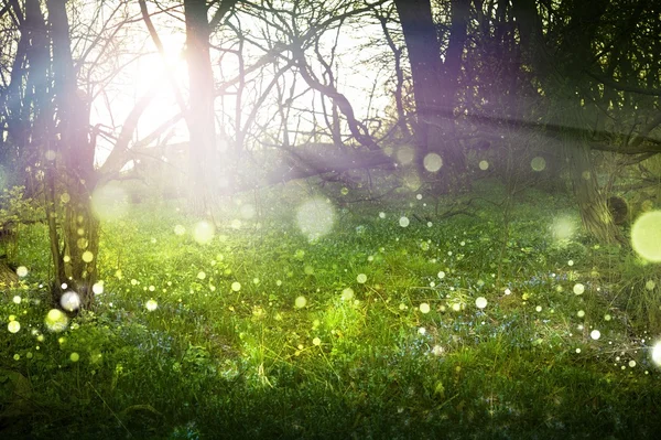 Fantasy Forest - Stock Image - Everypixel