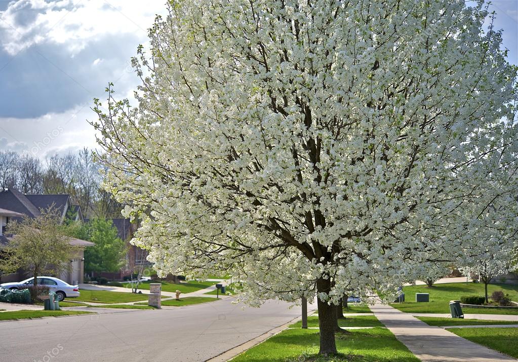 Flowering Suburbs Stock Photo by ©welcomia 18234421