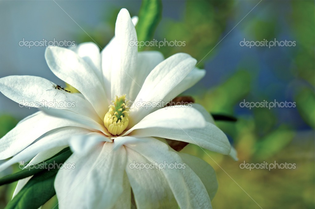 Japanese Native Magnolia — Stock Photo © welcomia #18238177