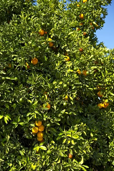 Oranges - Orange Tree - Stock Image - Everypixel