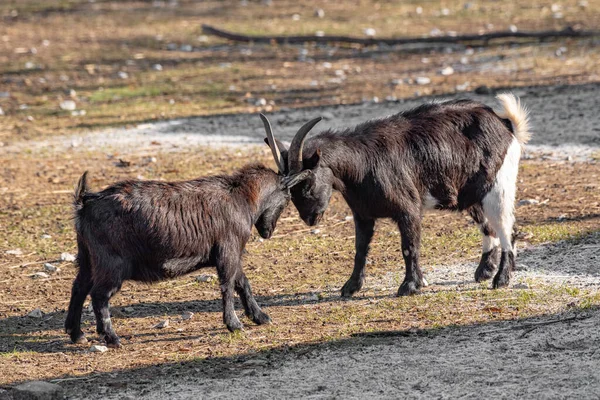 Retrato de una cabra pigmeo africana en la granja. Naturaleza y vida ...