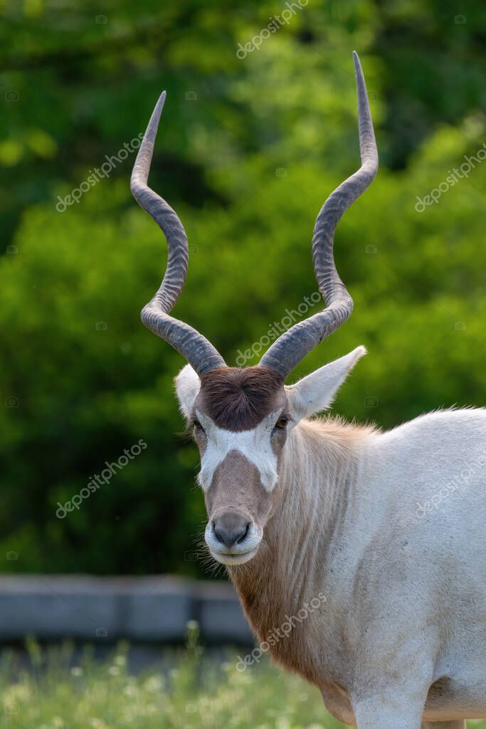 Retrato de Addax (Addax nasomaculatus) también conocido como el ...