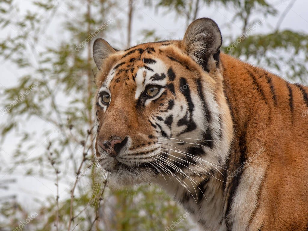 El tigre de Amur (Panthera tigris tigris, anteriormente conocido como ...