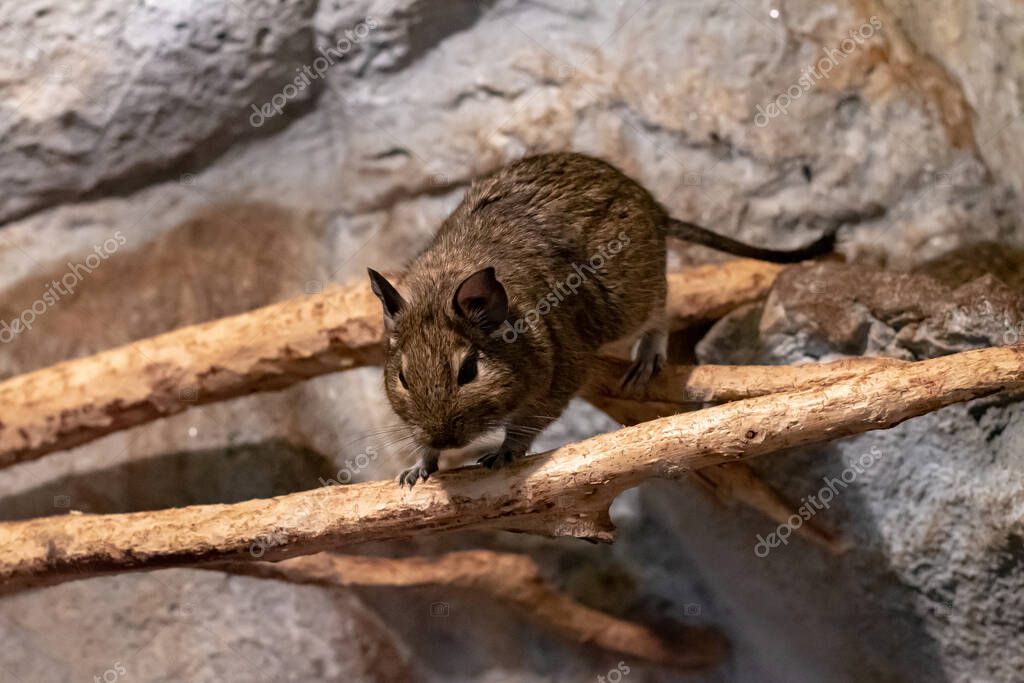 Degu también conocida como rata de cola espesa. Es originaria de Chile ...