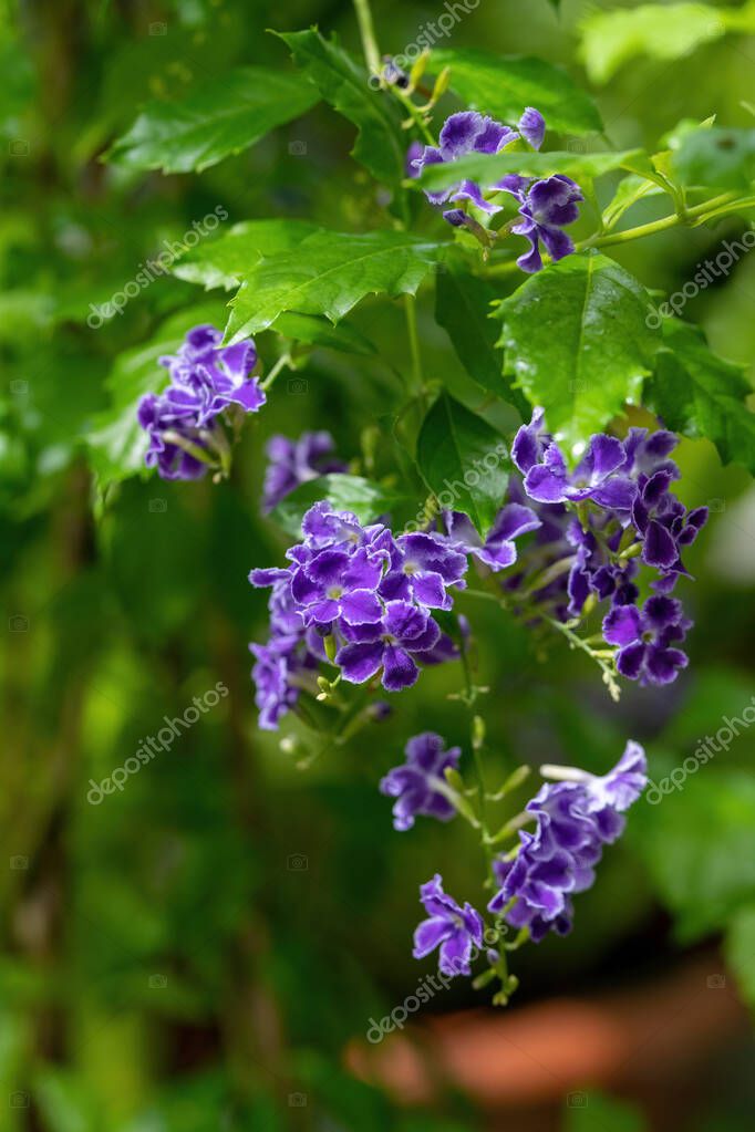 Duranta erecta es una especie de arbusto perteneciente a la familia Verbenaceae. Los nombres ...
