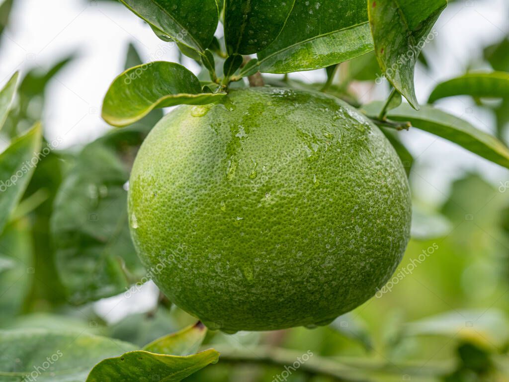 Primer plano del pomelo verde sobre el rbol sobre el fondo del cielo ...