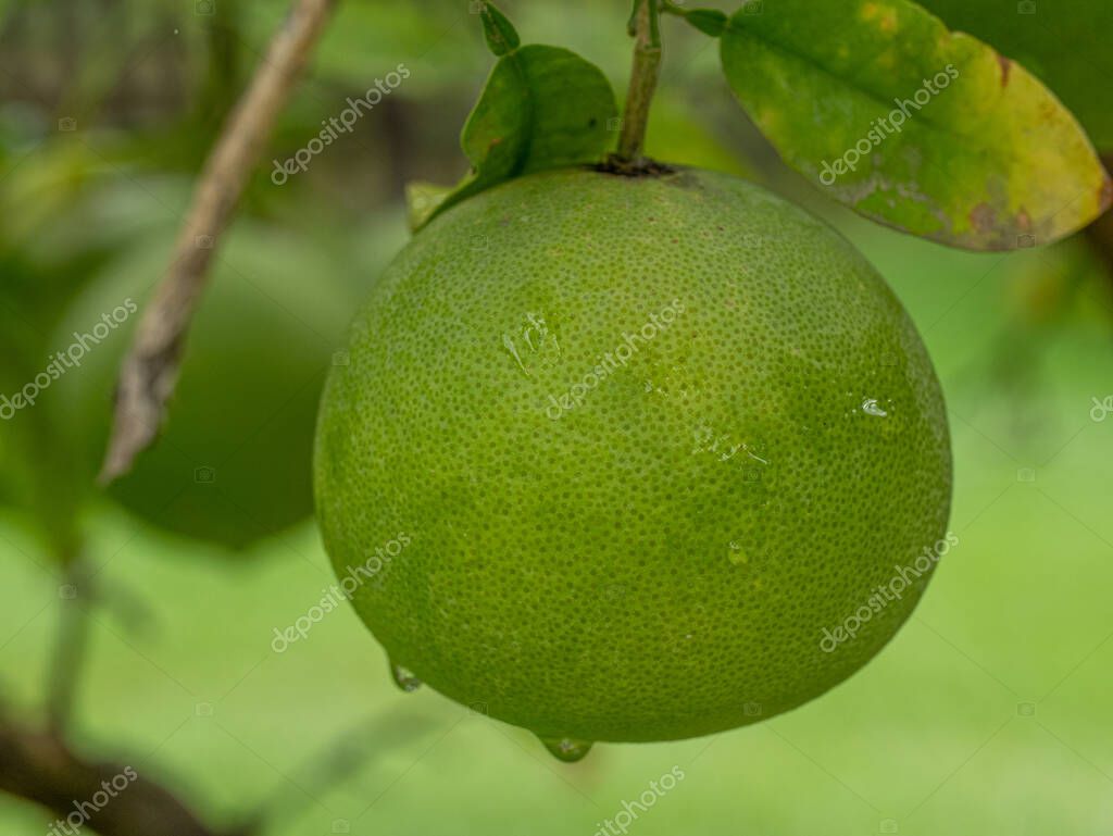 Primer plano del pomelo verde sobre el árbol sobre el fondo del cielo ...