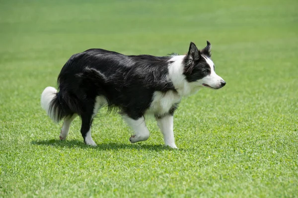 Perfil de border collie Stock Photos, Royalty Free Perfil de border ...