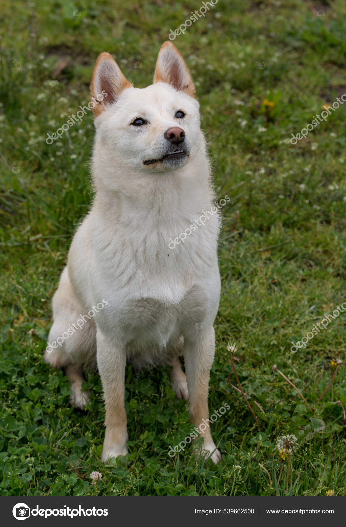 Shiba Inu Looking Joyful Expression Selective Focus — Stock Photo ...