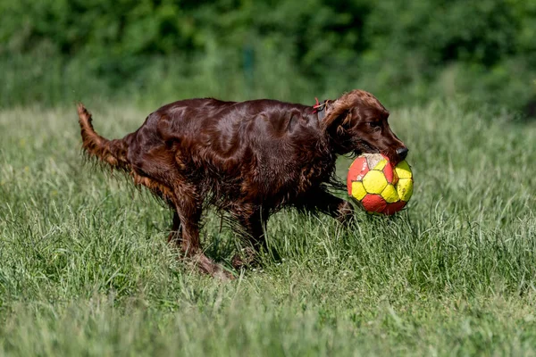 Football dog Stock Photos, Royalty Free Football dog Images | Depositphotos