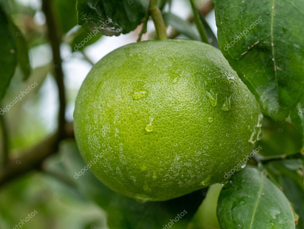 Primer plano del pomelo verde sobre el árbol sobre el fondo del cielo ...