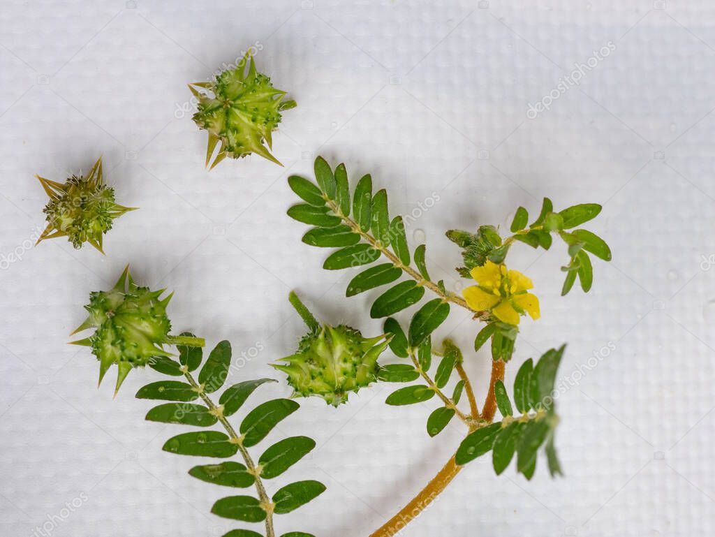 Tribulus terrestris es una planta anual en la familia de las caltropos ...