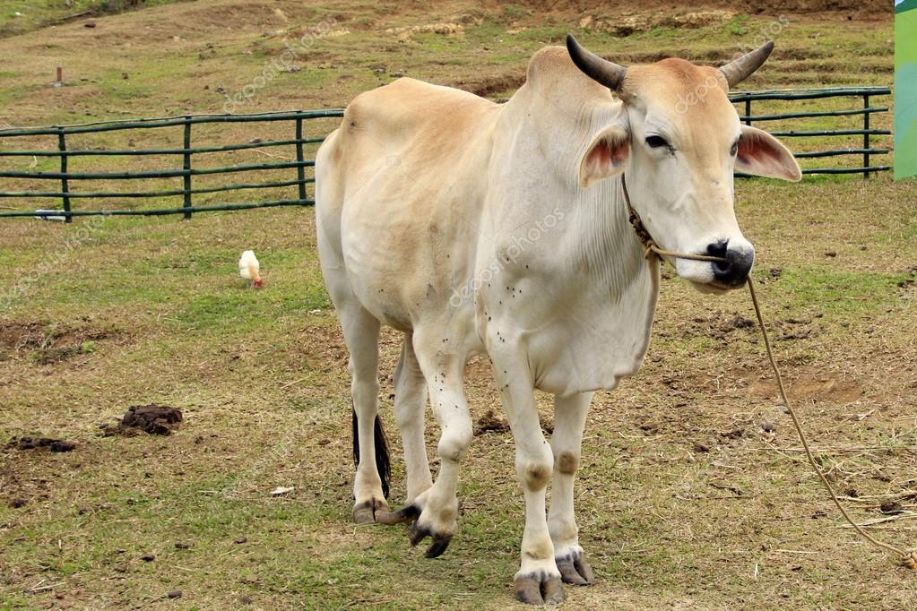 cinco patas patas de vaca — Foto de stock © inotm5 #21161691