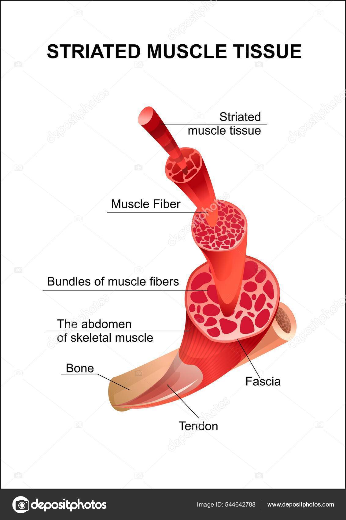 Skeletal muscle structure close up Stock Vector Image by ©marrishuannna ...