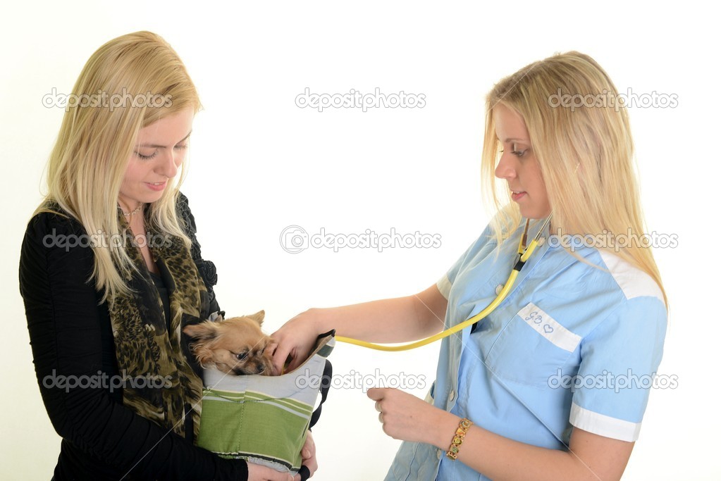 Vet using technology with a little dog - isolated over a white ...