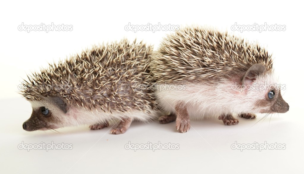 Two cute little hedgehogs Stock Photo by ©muro 33216735