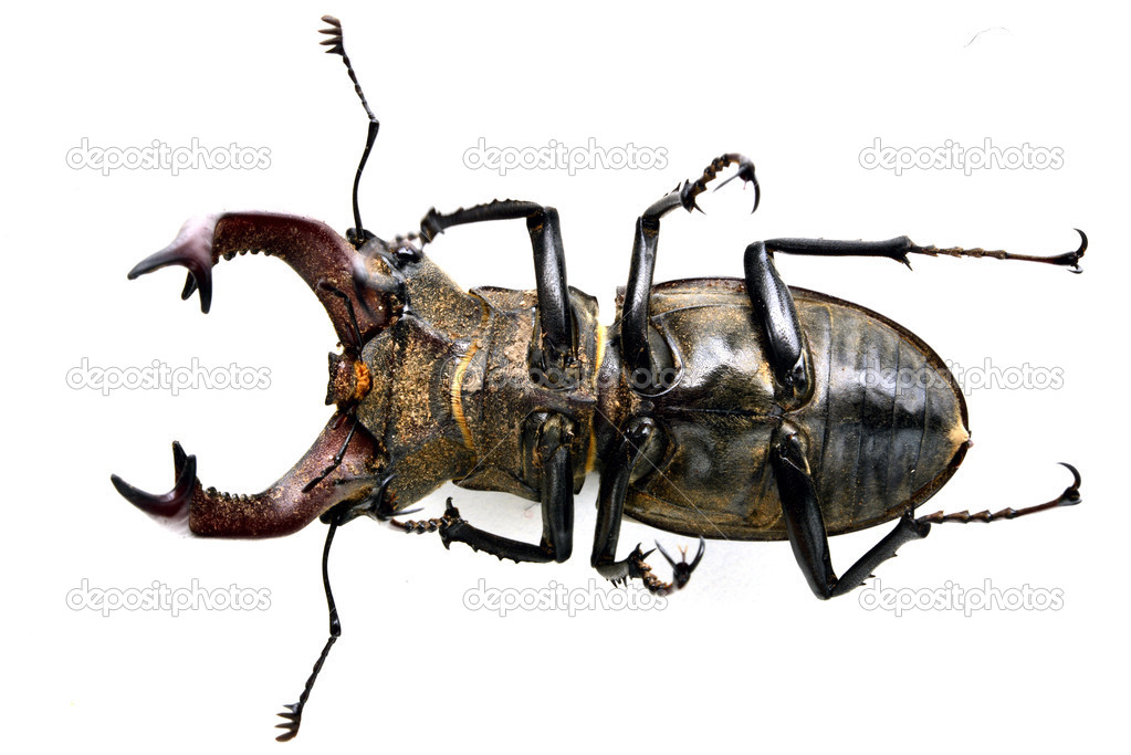 Stag beetle Stock Photo by ©muro 46515697