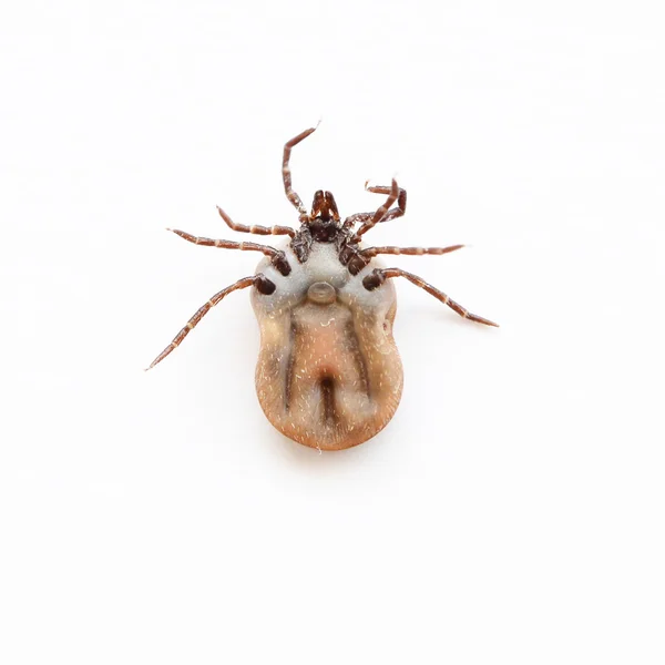 Tick (Ixodes ricinus) close up — Stock Photo © Sielan #1782807