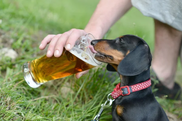 Dog drinking beer - Stock Image - Everypixel