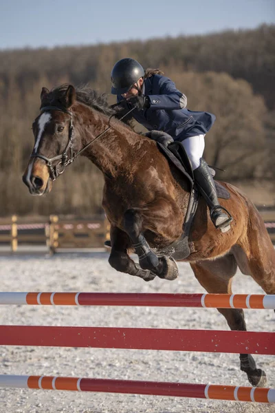 Equestrian Sports, Horse jumping, Show Jumping, Horse Riding themed ...