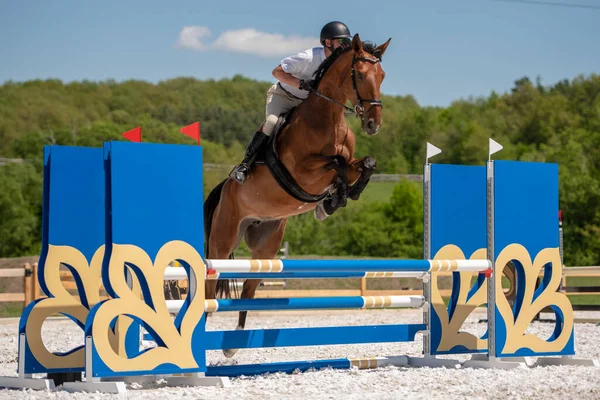 Horse Jumping, Equestrian Sports, Show Jumping themed photo. - Stock ...