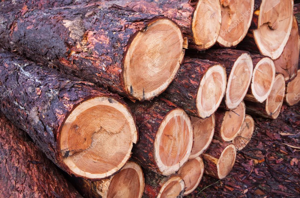 Timber pattern Stock Photo by ©Kotangens 44054213