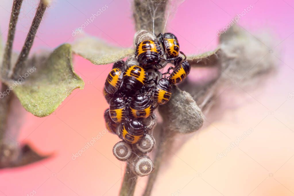 Ninfas recién nacidas de Eurydema ventralis insecto escudo en una ...
