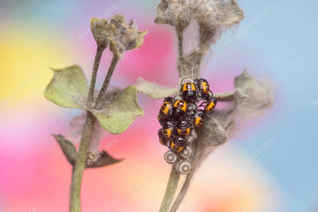 Ninfas recién nacidas de Eurydema ventralis insecto escudo en una ...