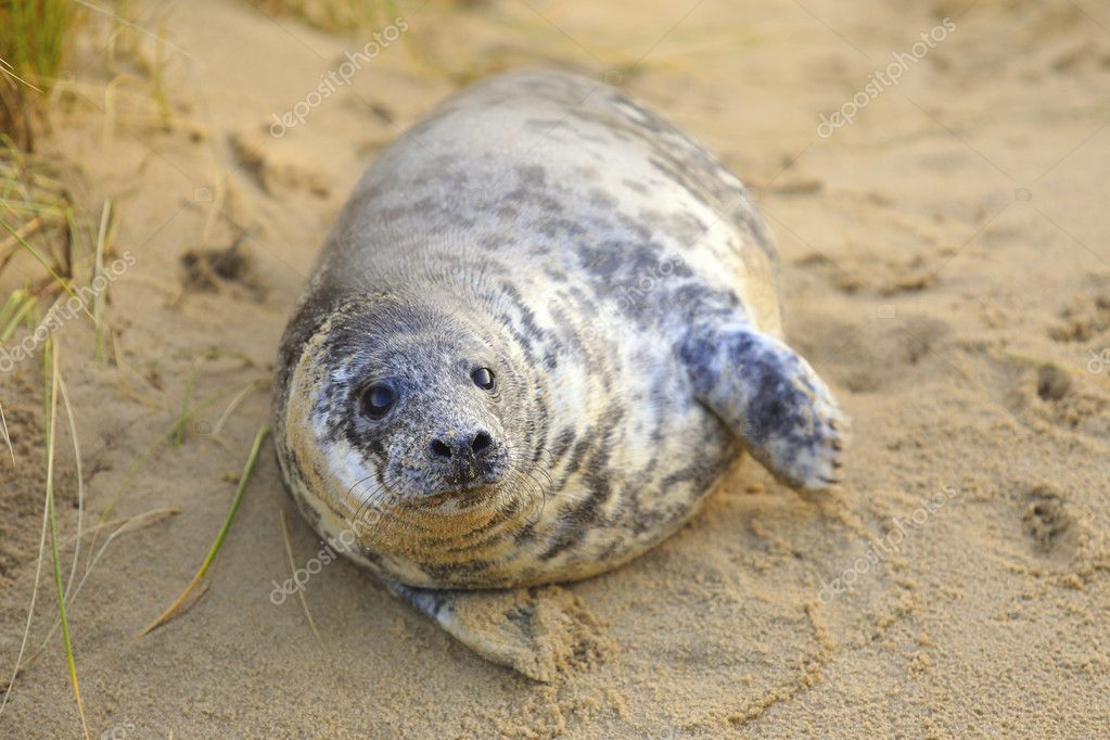Perro de foca en la playa 2023