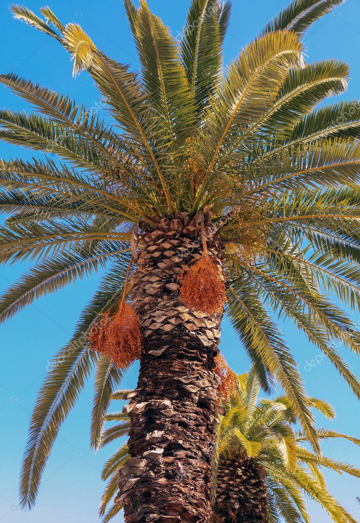 Crete date palm tree — Stock Photo © Paul_Cowan #44038629