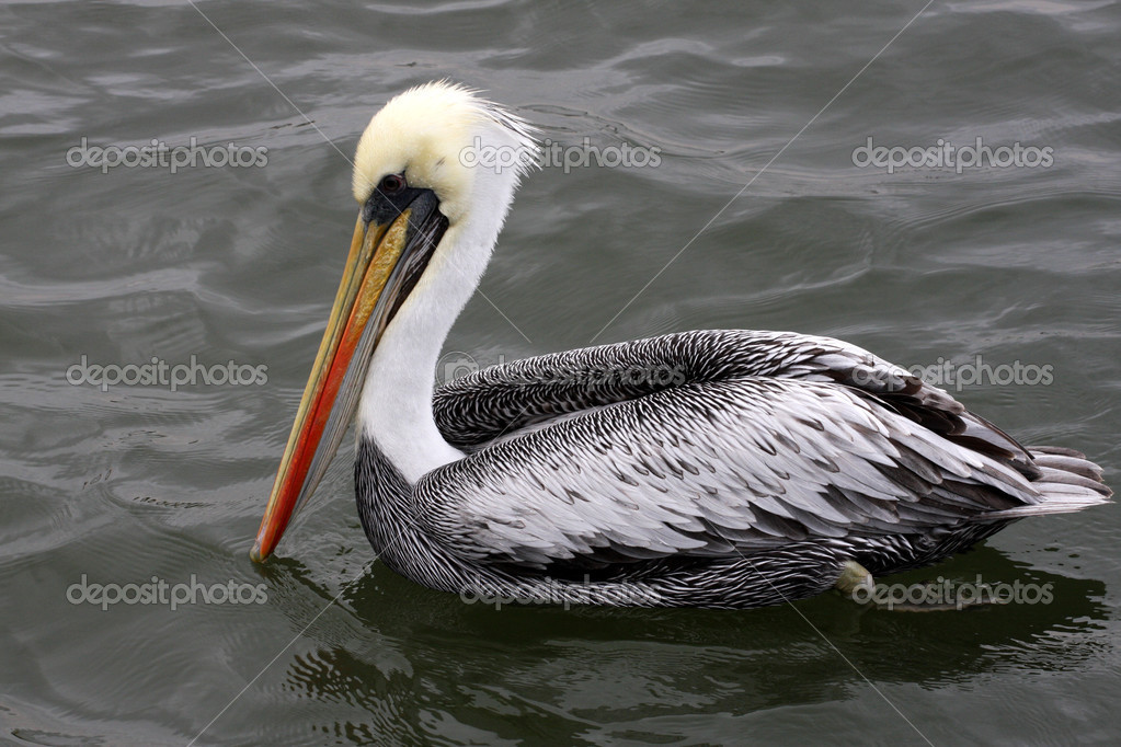 Pelícanos en las Islas Ballestas, Parque Nacional Paracas en Perú 2023