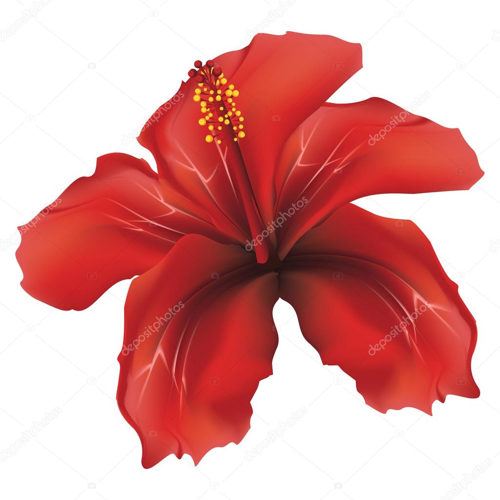 Red hibiscus — Stock Vector © artshock #24238437