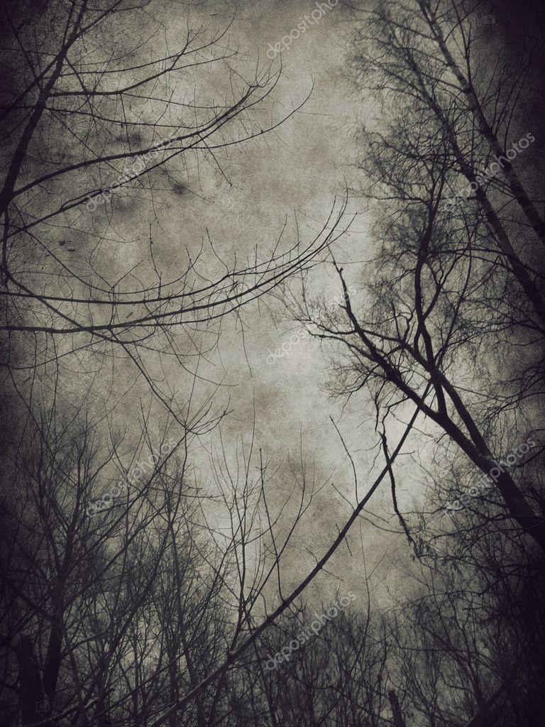Dark trees Stock Photo by ©artshock 41893309