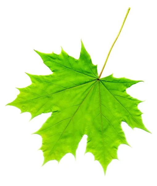 Green maple leaf — Stock Photo © spopov #1391683 Green maple leaf — Stock Photo © spopov #1391683