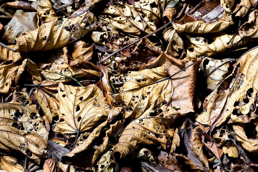 fundo de folhas caídas, em decomposição no chão da floresta ...