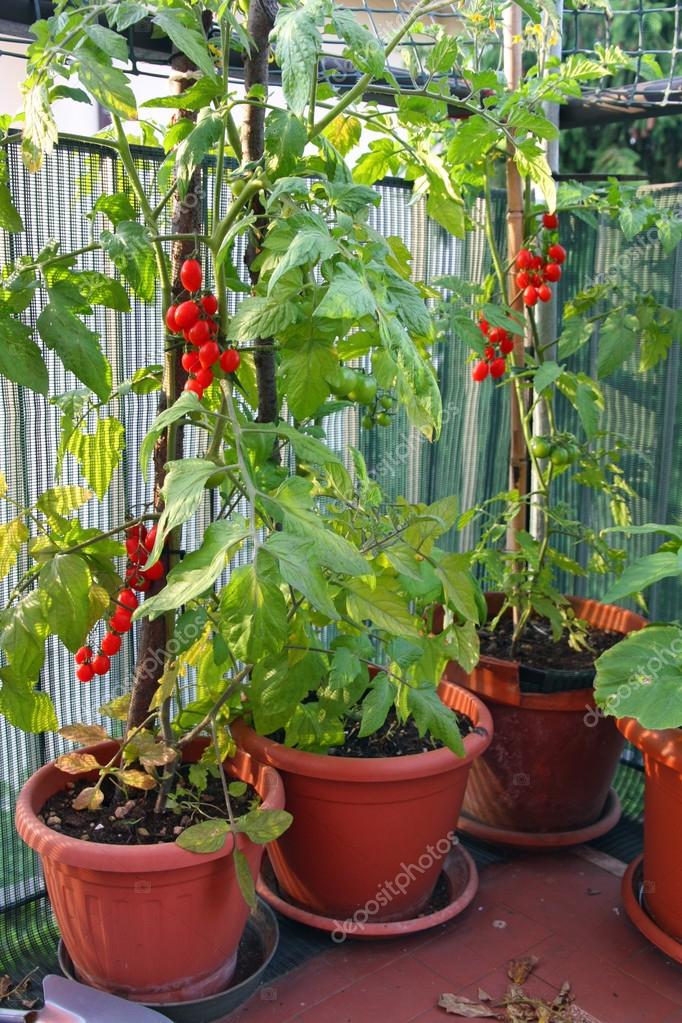 Red cluster tomato in a cultivated plant in town on a balcony — Stock ...