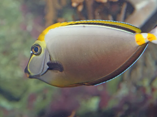 White tropical fish that swims in the large marine aquarium — Stock ...