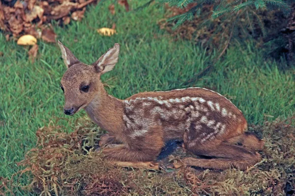 animais selvagens de bebê pequeno veado Gamo da floresta — Fotografias ...