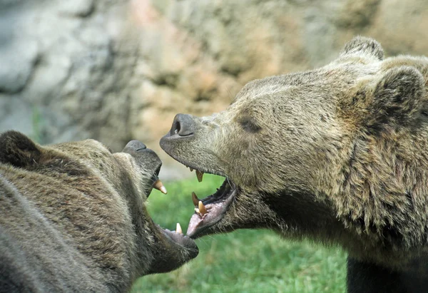 ferocious bears struggle with mighty bites and blows the mouth o ...