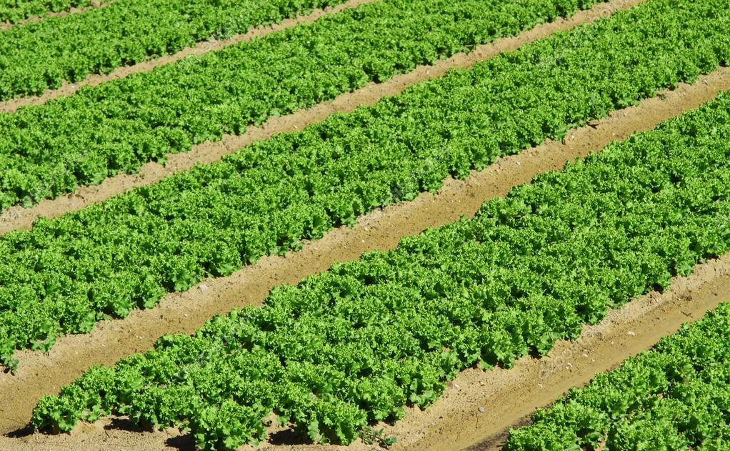 Intensive Cultivation