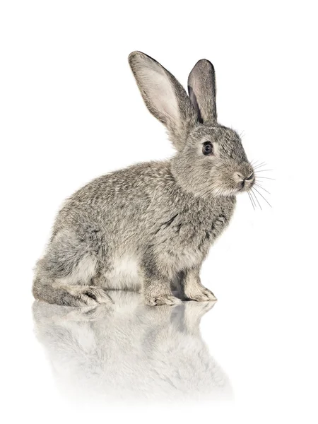 Grey rabbit on a white background — Stock Photo © jianghongyan #28301569