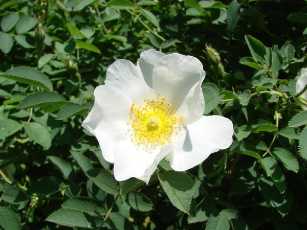 Rosa multiflora, Japanese rose. Rosa multiflora in bloom. Small group ...