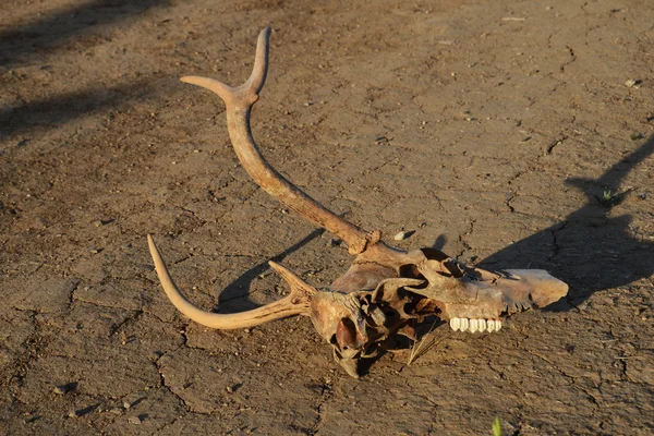 Skull and Drought Stock Photo by ©timothyoleary 46605125