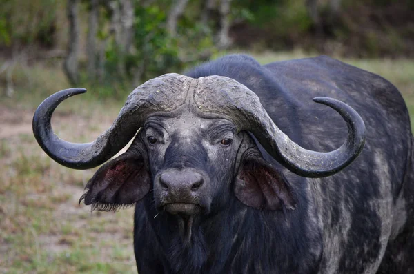 African buffalo Stock Photos, Royalty Free African buffalo Images ...